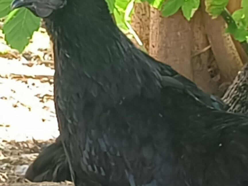 Куры и петушки