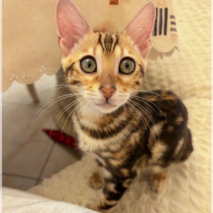 Бенгальская