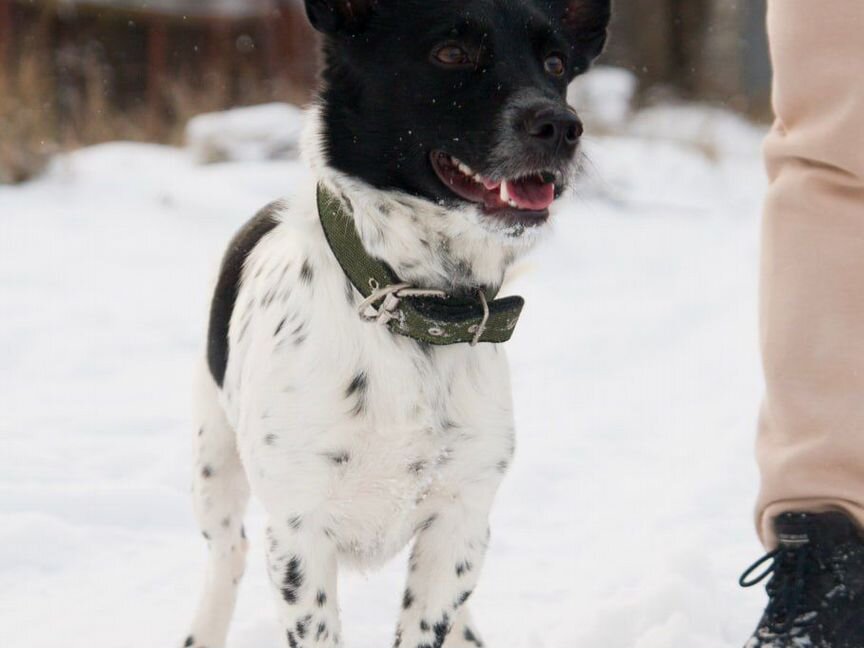 Небольшой пёсик в добрые руки