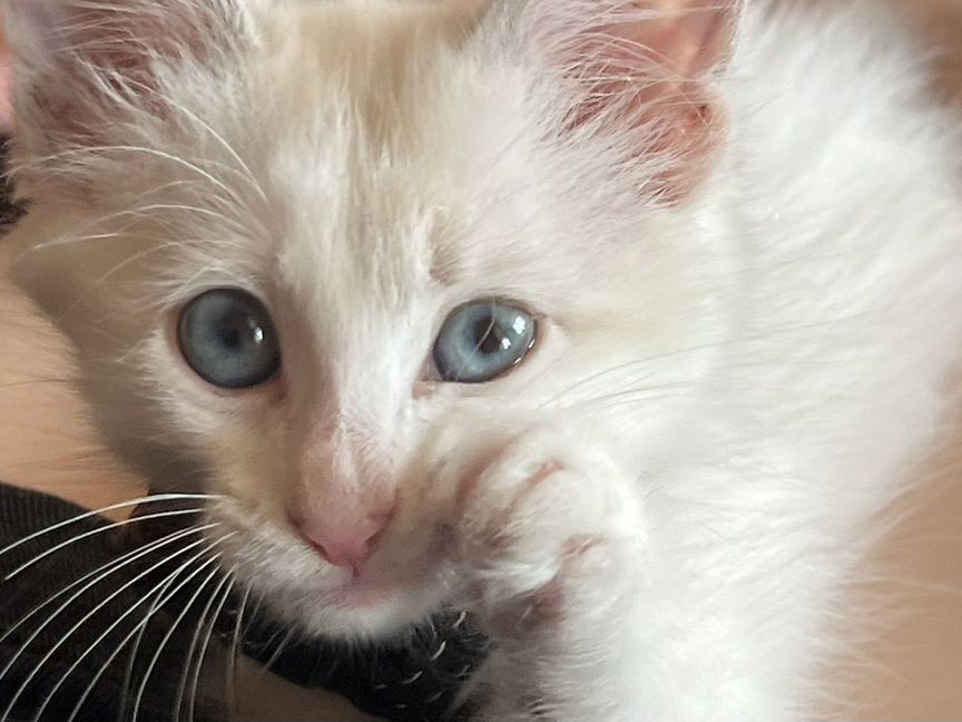 Котенок с голубыми глазами ищет дом