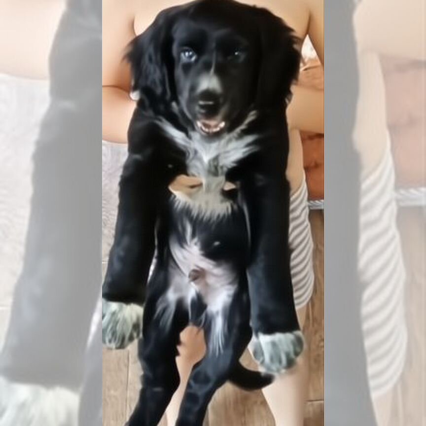 Русский охотничий спаниель, щенок