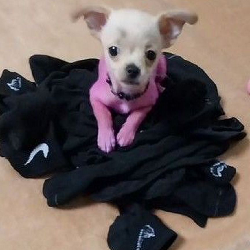 Русский той-терьер, щенок