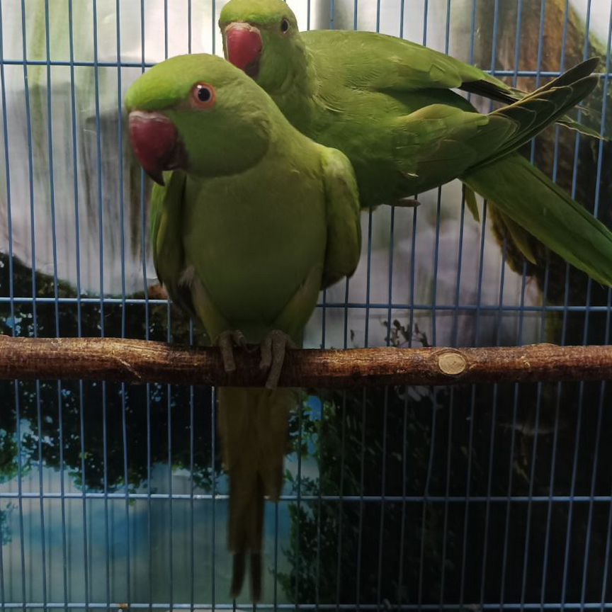 Ожереловый попугай птенцы