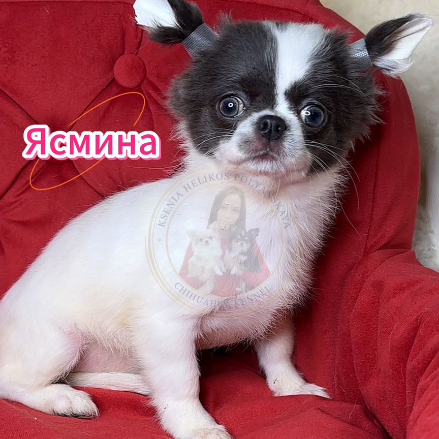 Чихуахуа, щенок