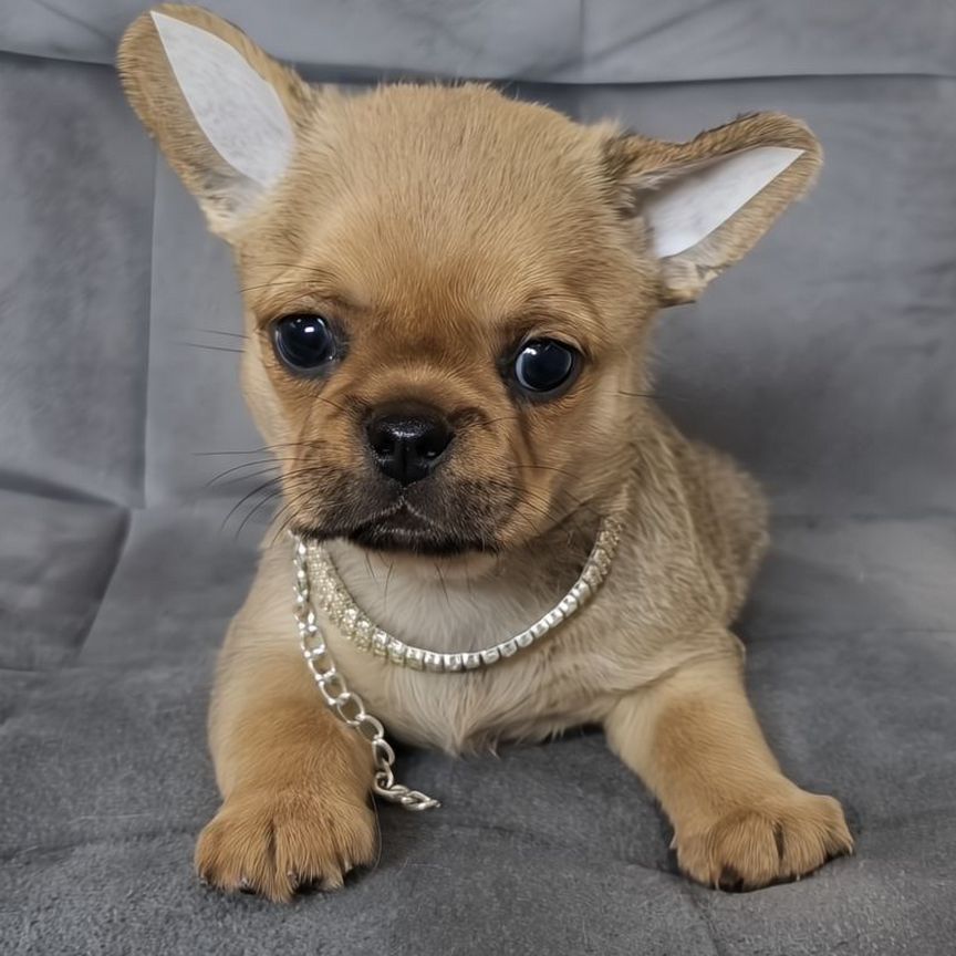 Чихуахуа, щенок