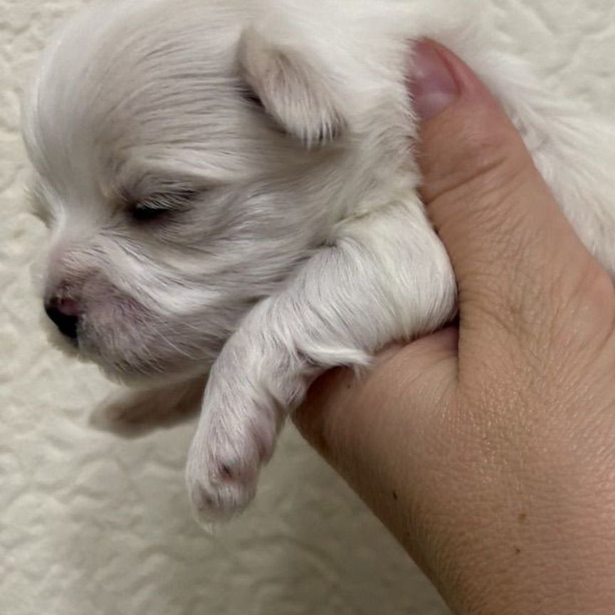 Мальтийская болонка, щенок