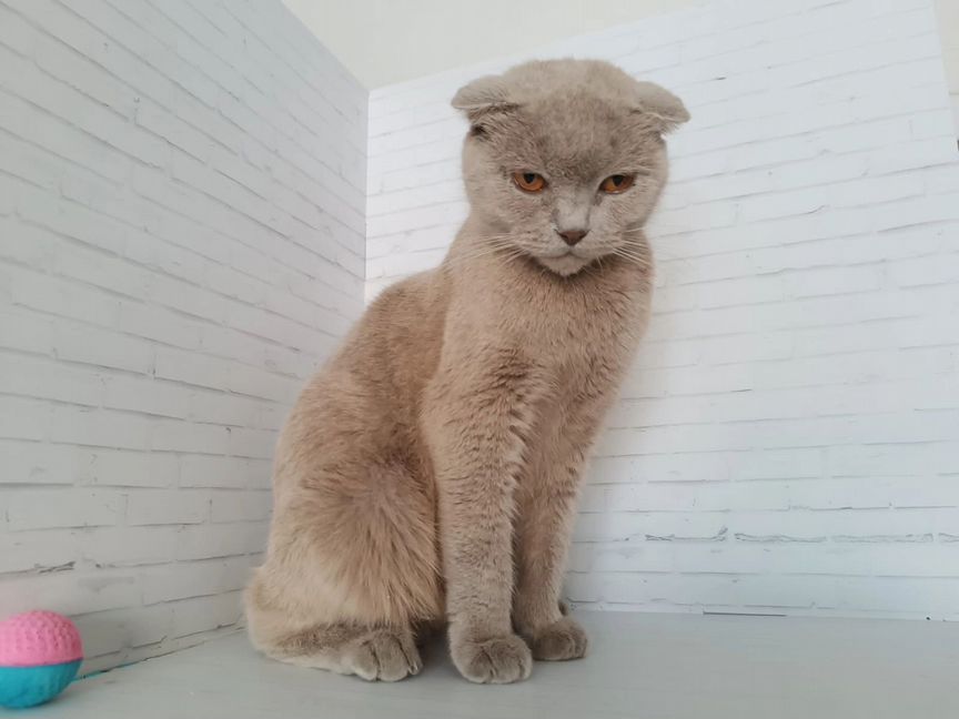 Помесная вислоухая кошка