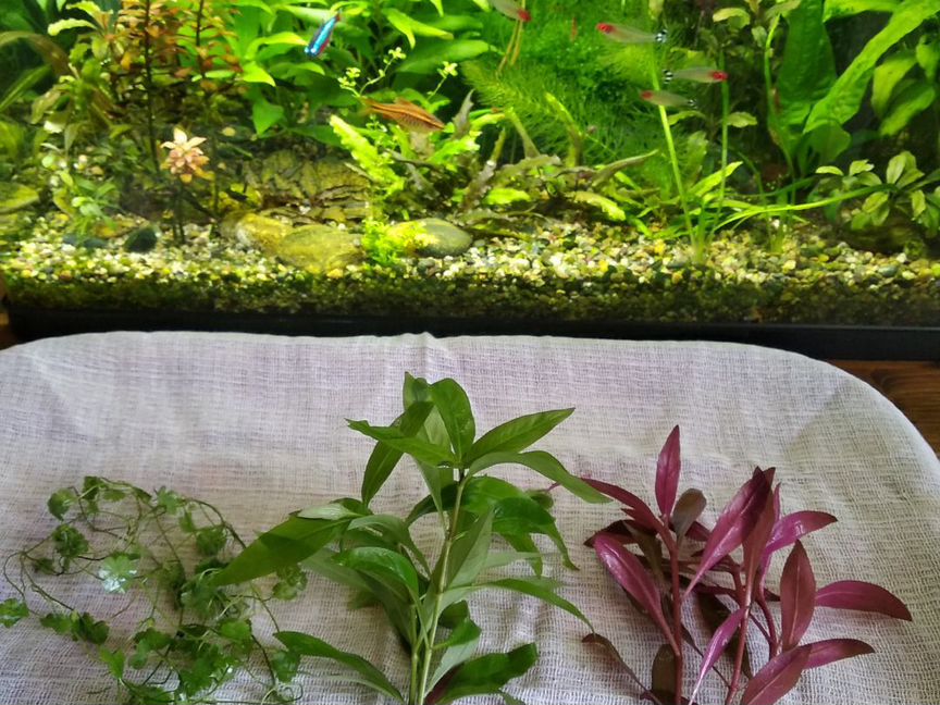 Растения для аквариума