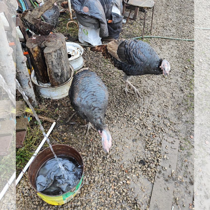 Индюки на племя