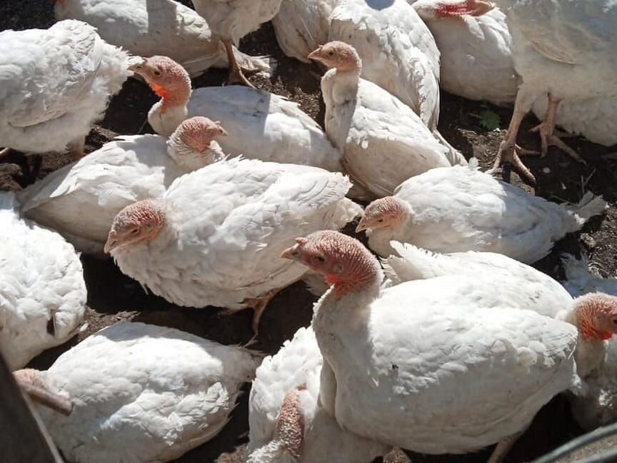 Индюки на мясо