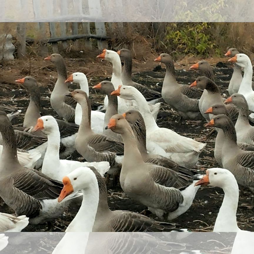 Молодняк гусей