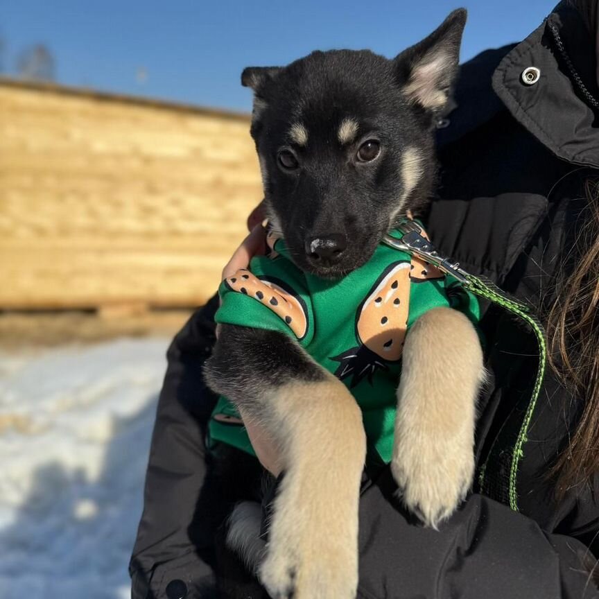 Собака в добрые руки