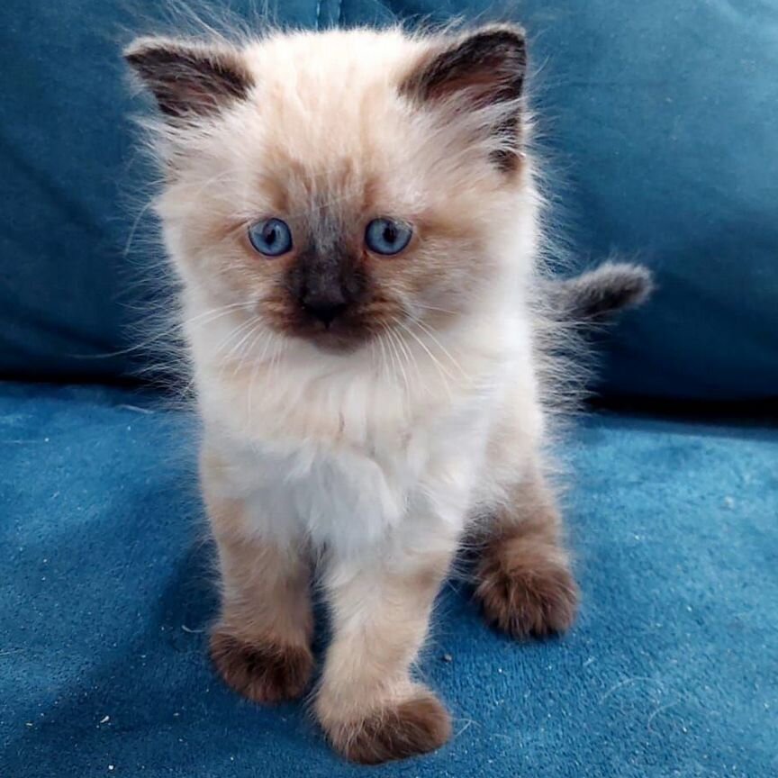 Невский маскарадный котёнок
