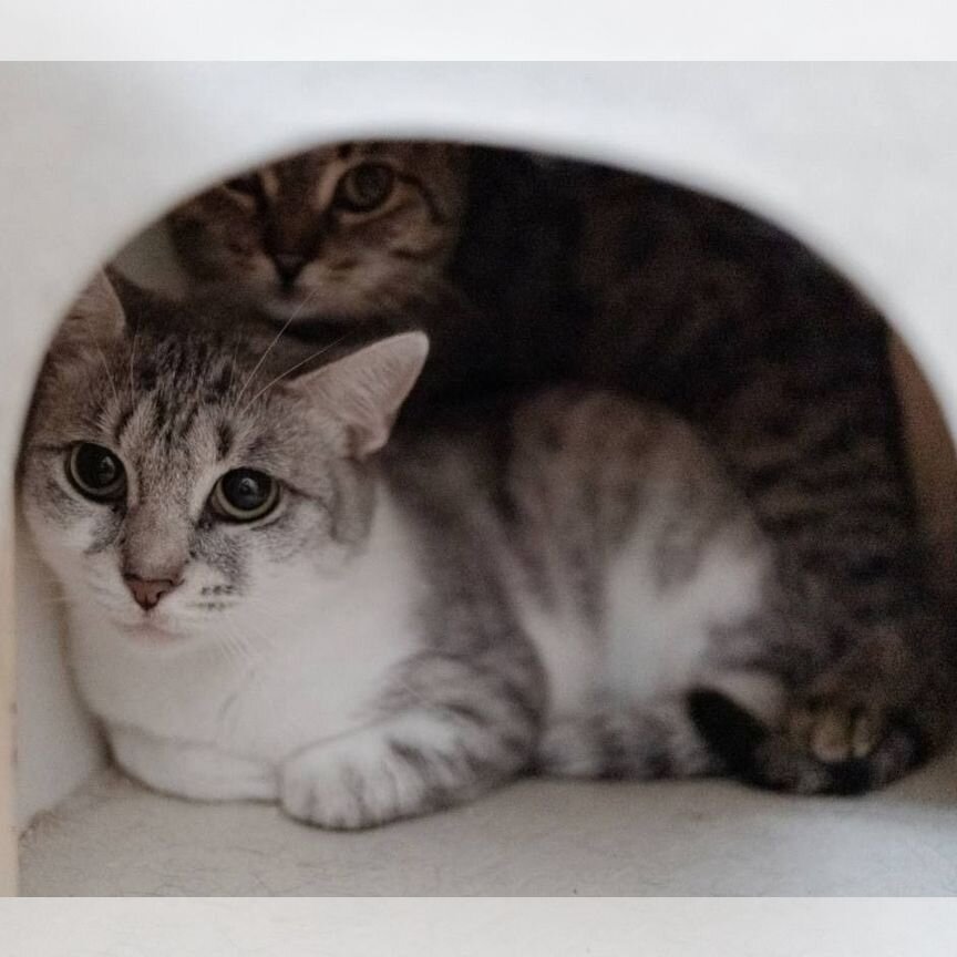 Взрослая, кошка в добрые руки