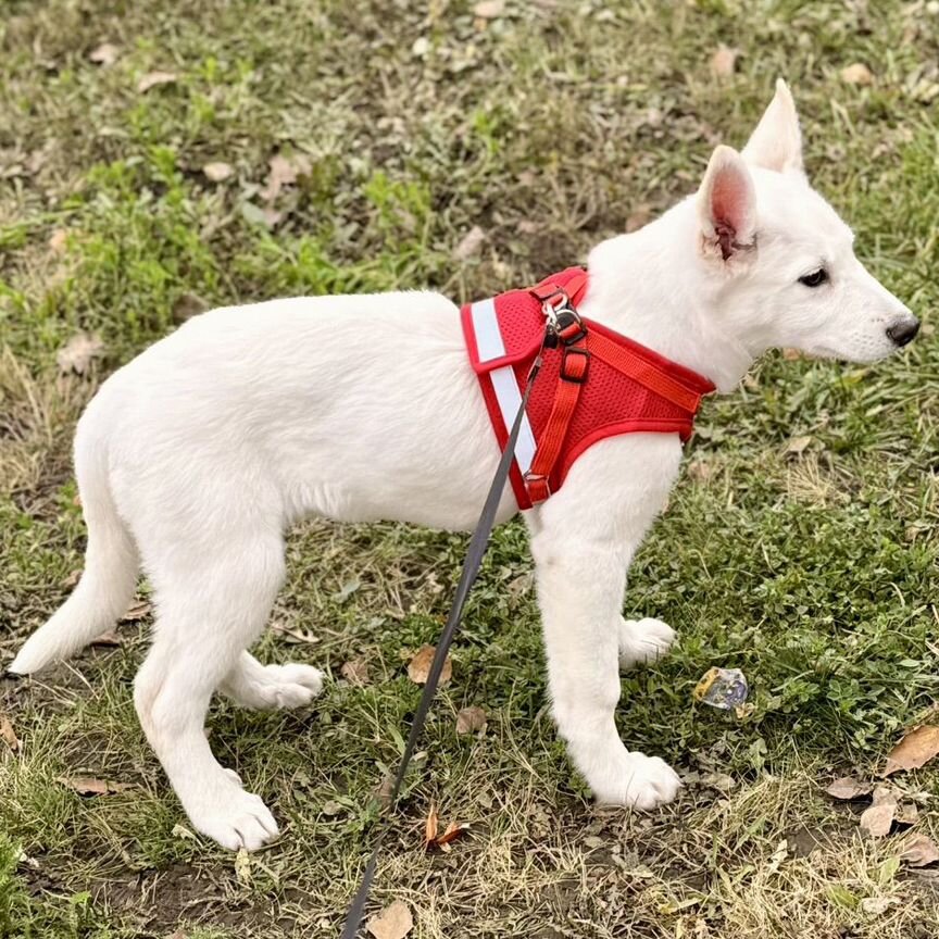 Шлейка для собаки