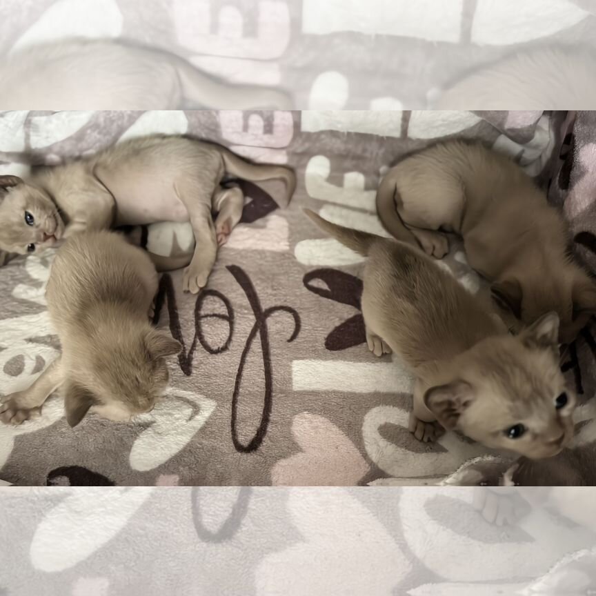 Европейский бурманский котёнок