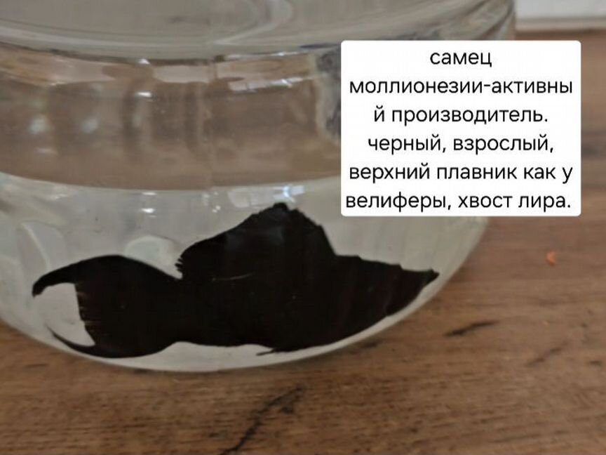 Моллинезия, бородоед