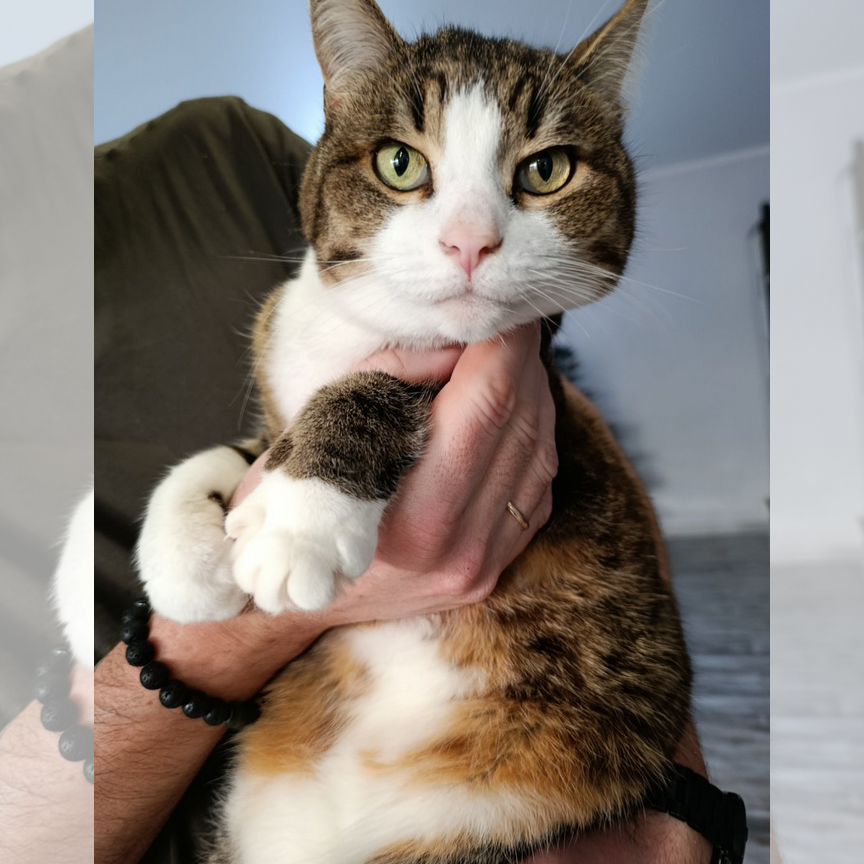 Взрослая, Девочка кошка в добрые руки