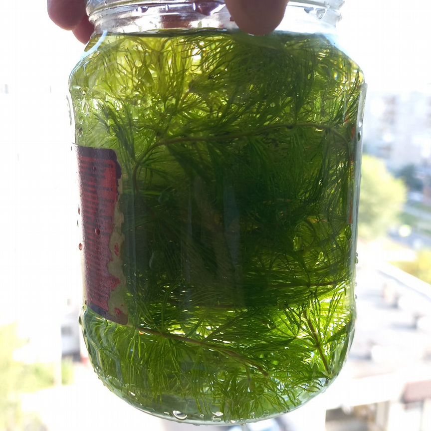 Роголистник с улитками,в аквариум