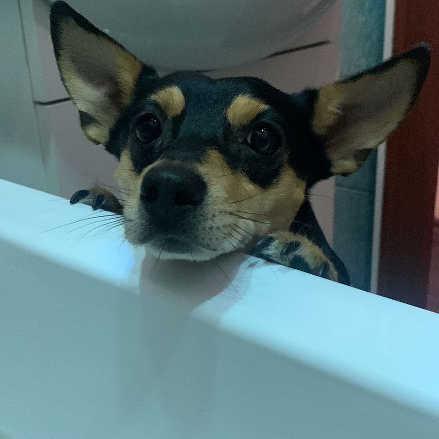 Метис пинчера