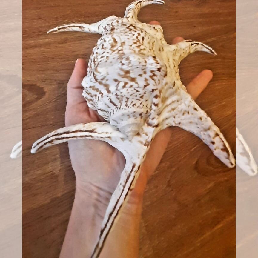 Морская ракушка лямбис хирагра большая