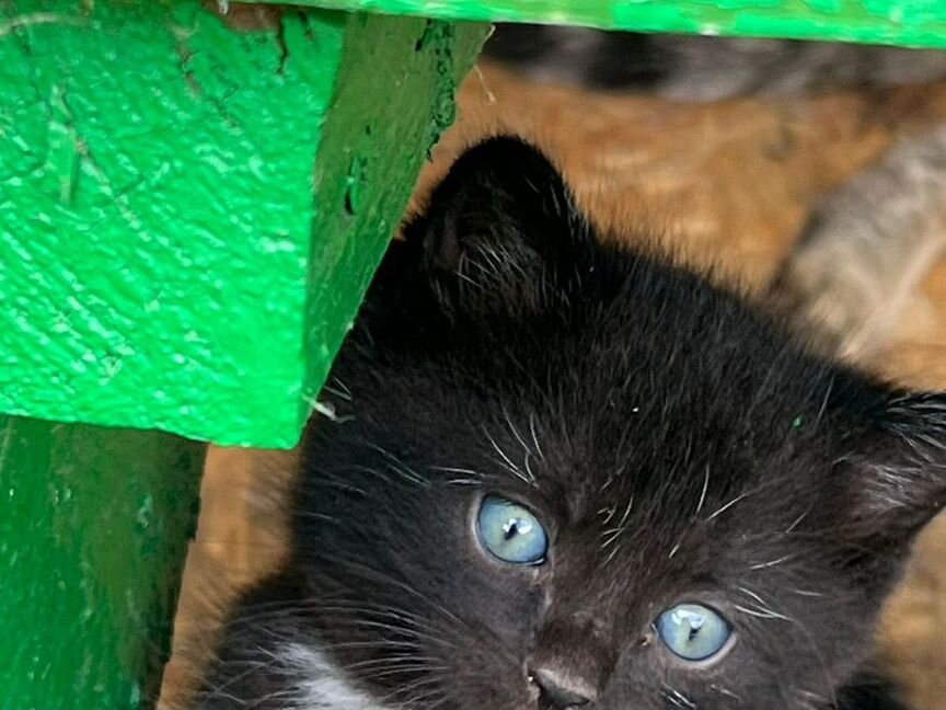 Котята 5 штук, 2 мальчика, 3 девочки