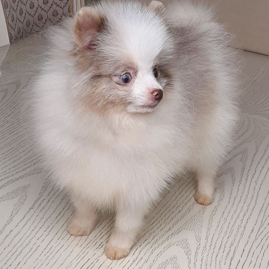 Померанский шпиц, щенок