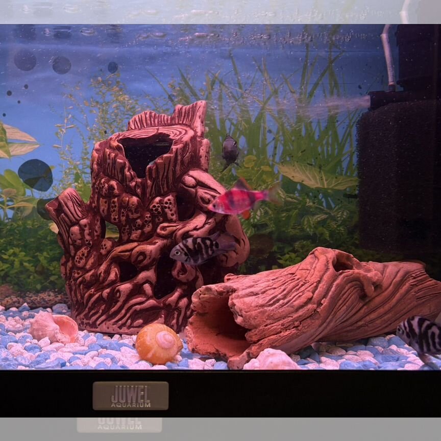 Аквариум бу с рыбками