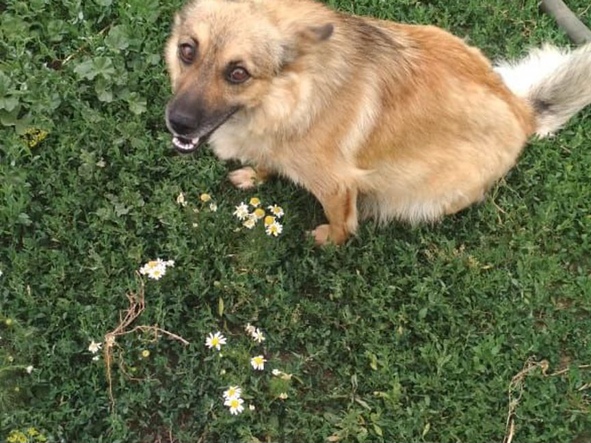 Собаки бесплатно в добрые руки щенки