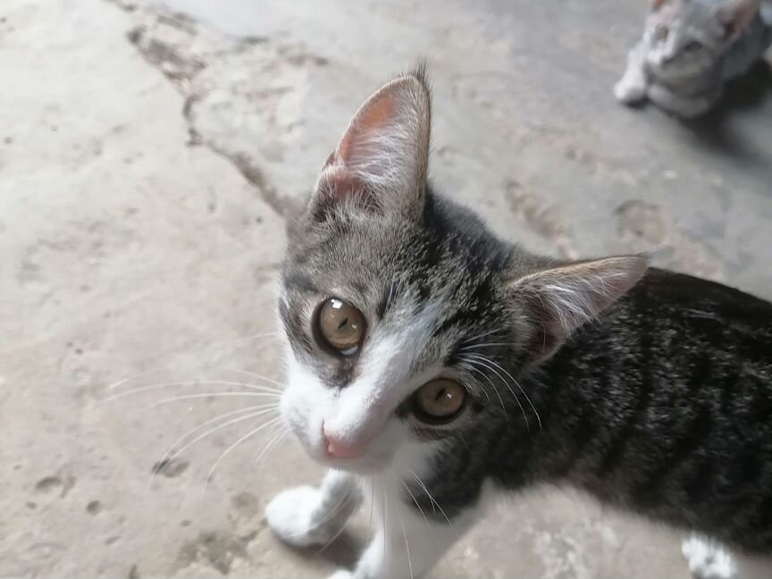Котята