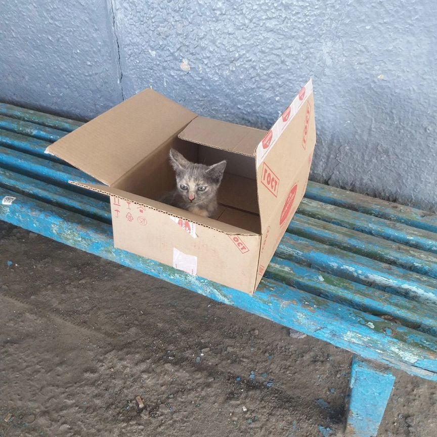 Котенок Девочка в добрые руки