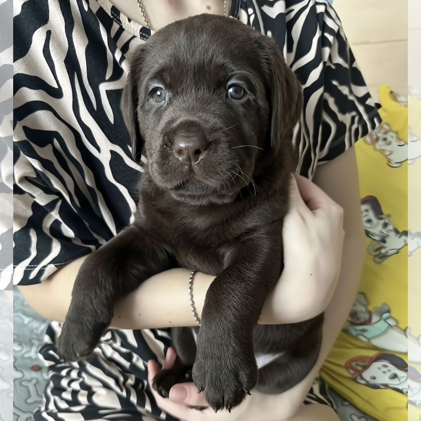 Лабрадор-ретривер, щенок