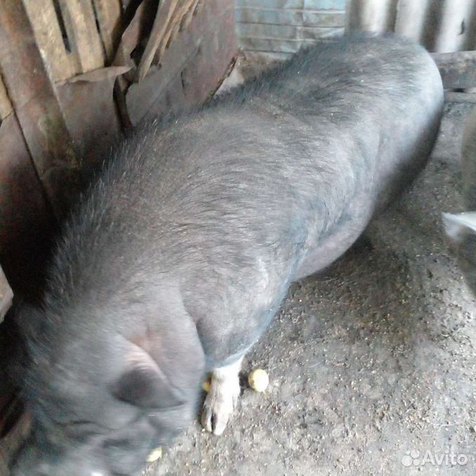 Вьетнамский вислобрюхий хряк