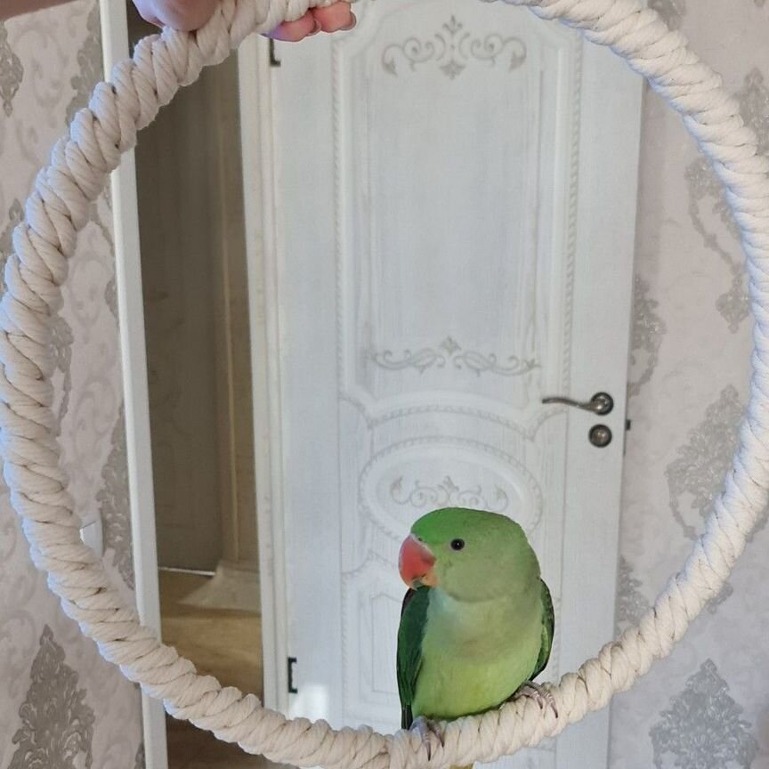 Большое кольцо для попугая