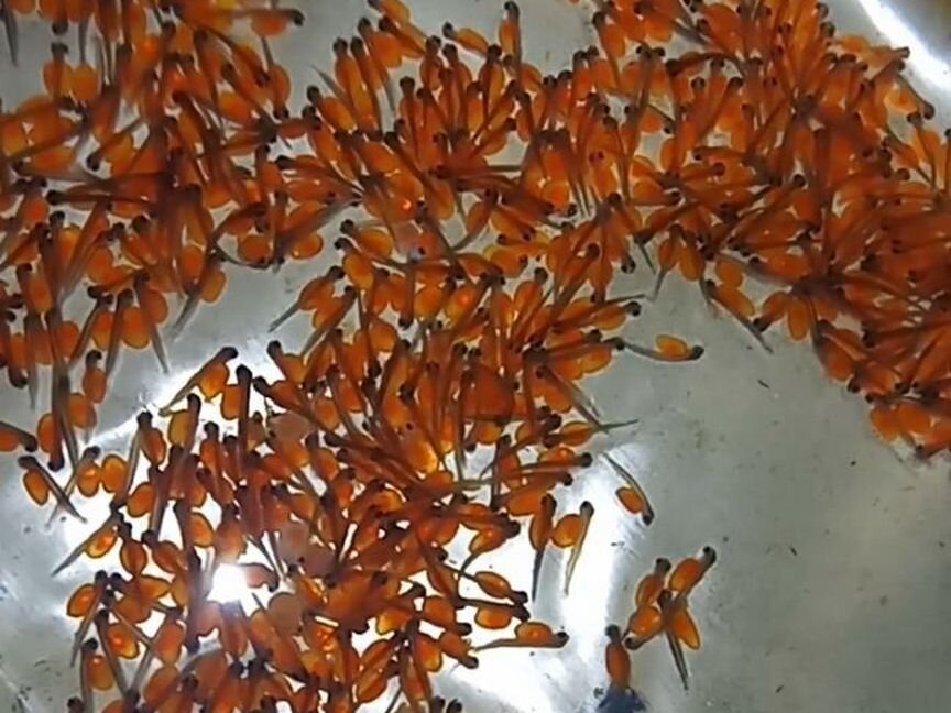 Малек форели