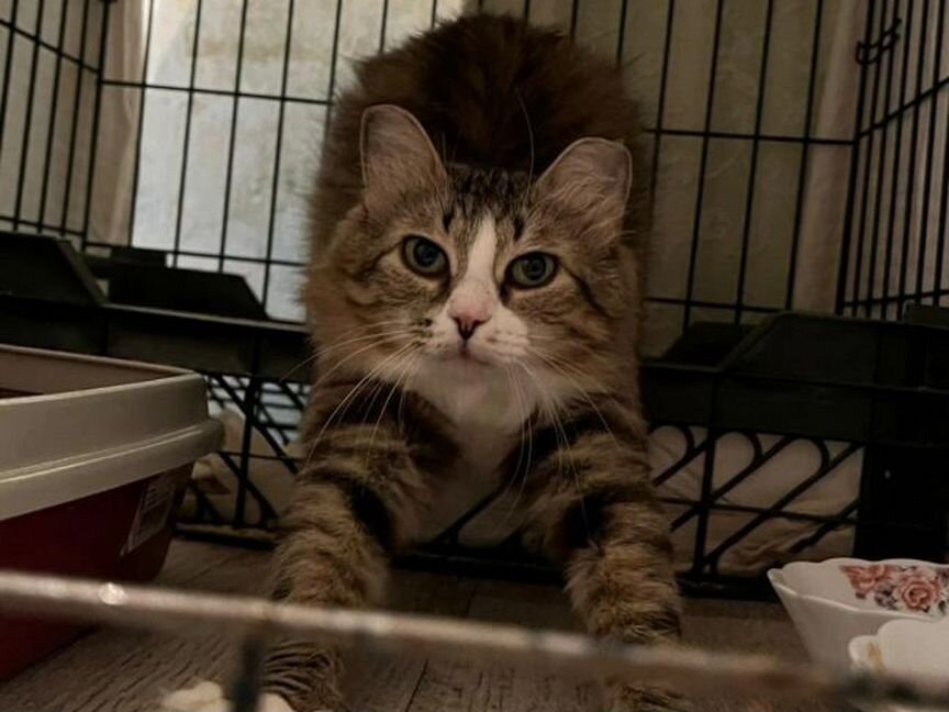 Кошка