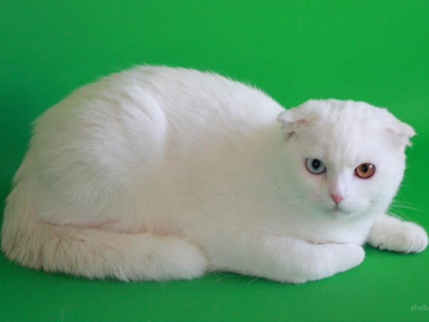 Шотландская кошка вислоухая