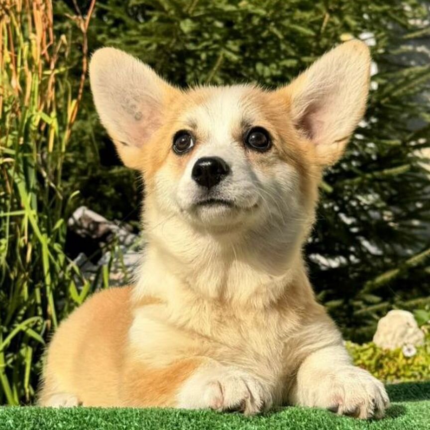 Милашки корги