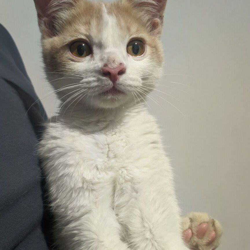 Котенок