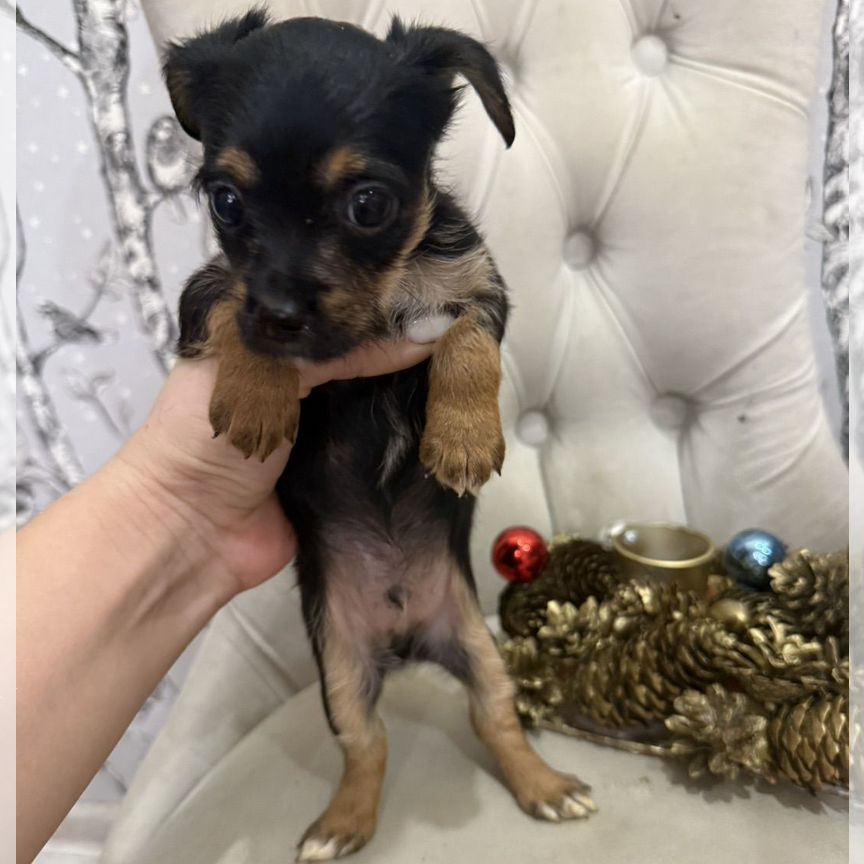 Йоркширский терьер, щенок