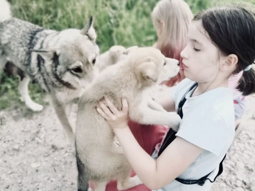 Щенки в добрые руки