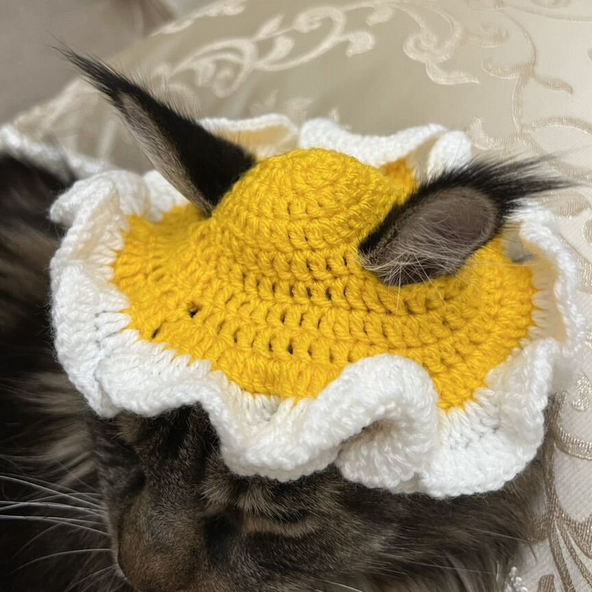 Панамка для питомца