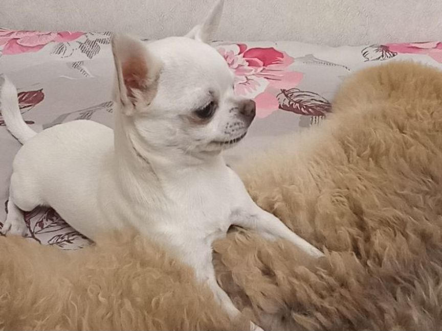 Вязка кобель чихуахуа