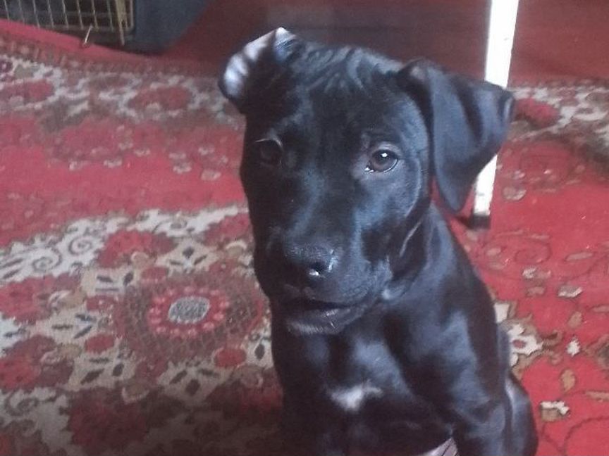 Щенок питбуля