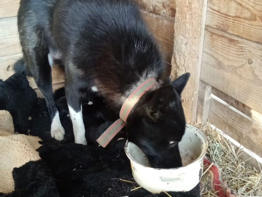 Восточно европейская лайка