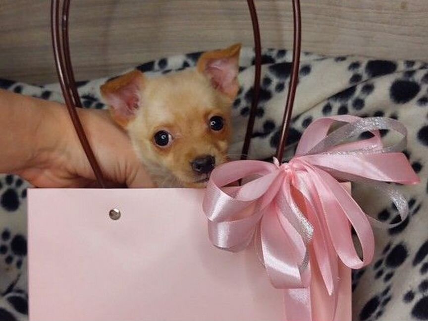 Крошка из Барбиленда