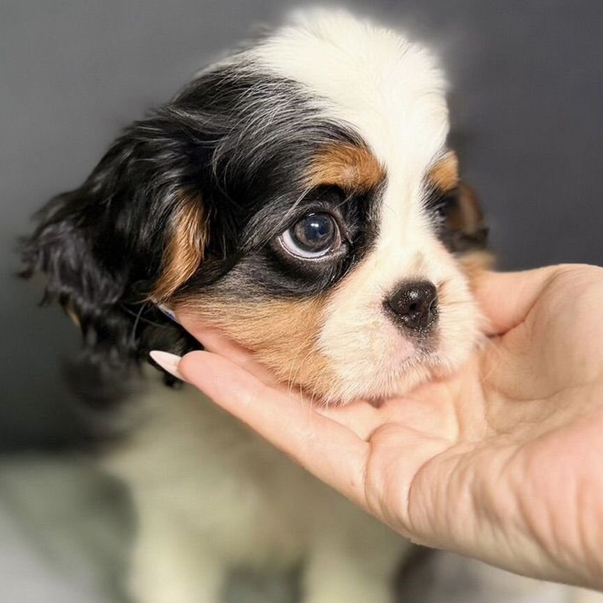 Кавалер кинг-чарльз-спаниель, щенок