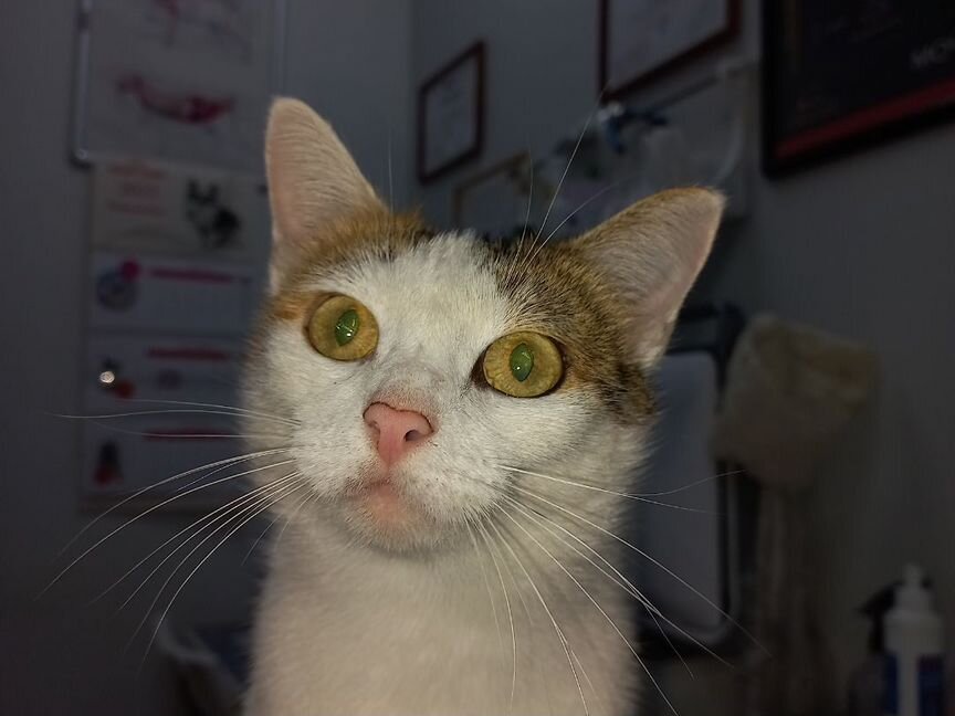 Кошка в дар бесплатно