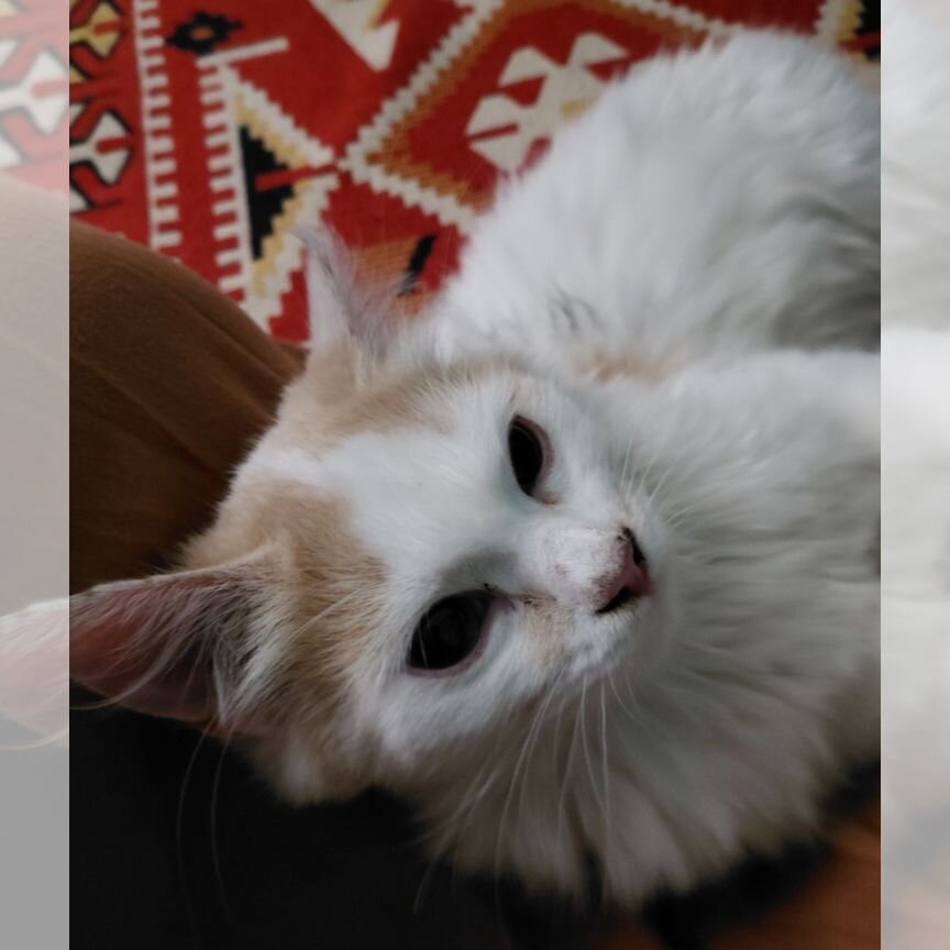 Турецкий ван котёнок