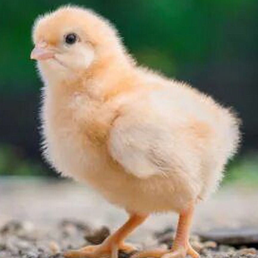 Цыпленок